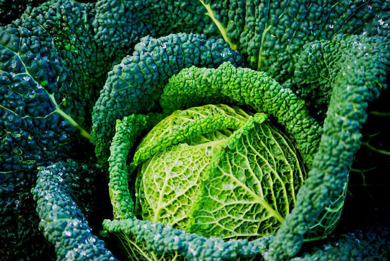 ORGANIC CABBAGE SAVOY VERTUS | Organic Cabbage | Premier Seeds Direct ltd