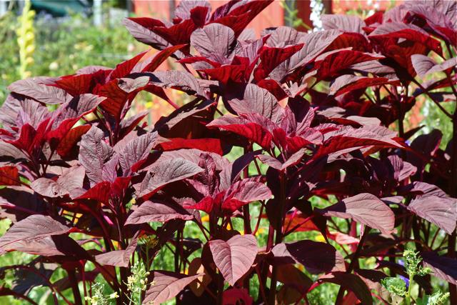 Herb Amaranth Red | Herbs | Premier Seeds Direct ltd