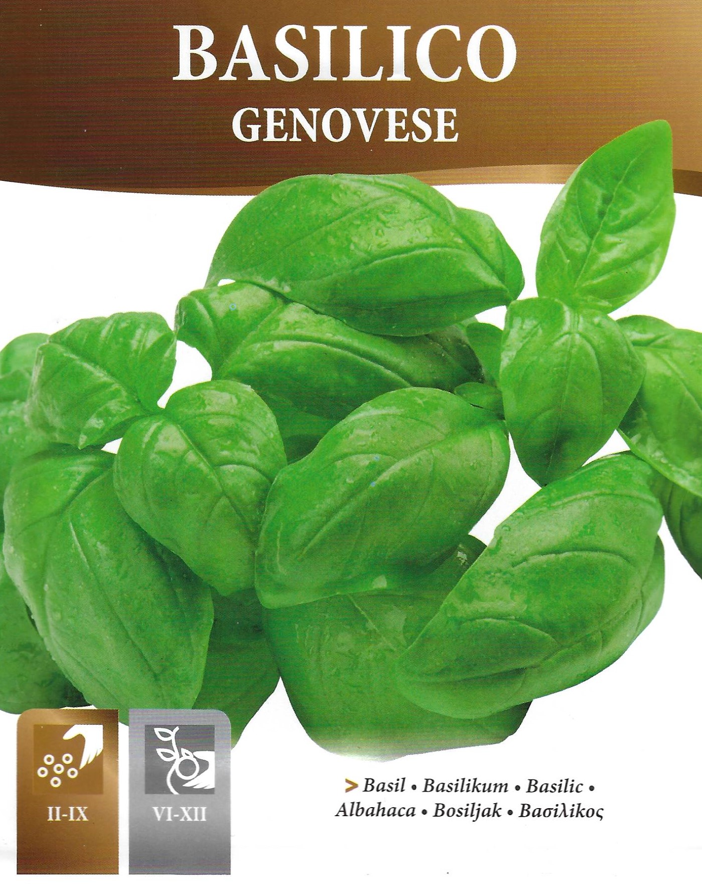 HPP HERB BASIL GENOVESE – Premier Seeds Direct