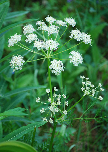 HERB CARAWAY CARUM CARVI L. | Herbs | Premier Seeds Direct ltd