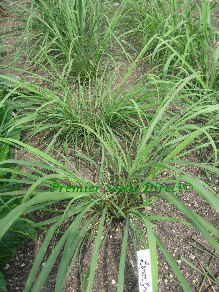 Herb Lemon Grass East Indian – Premier Seeds Direct