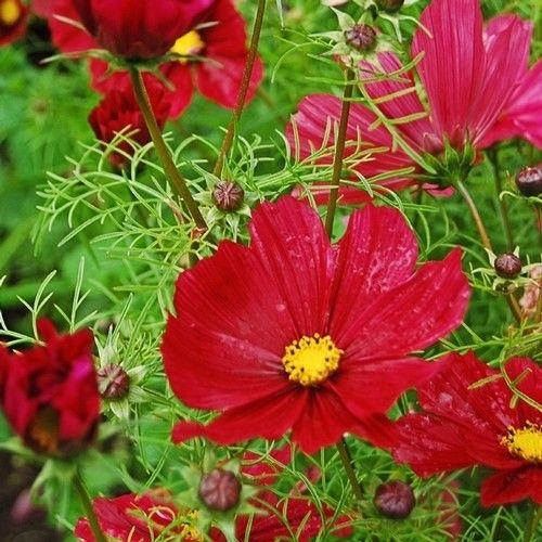 COSMOS GAZEBO RED | Cosmos | Premier Seeds Direct Ltd