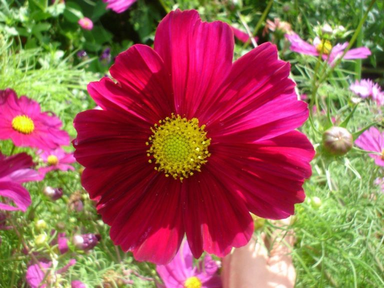 COSMOS GAZEBO RED | Cosmos | Premier Seeds Direct Ltd