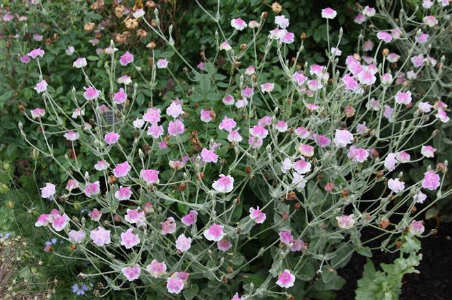 Perennial Flower Lychnis Rose Campion Angels Blush Lychnis Premier Seeds Direct Ltd