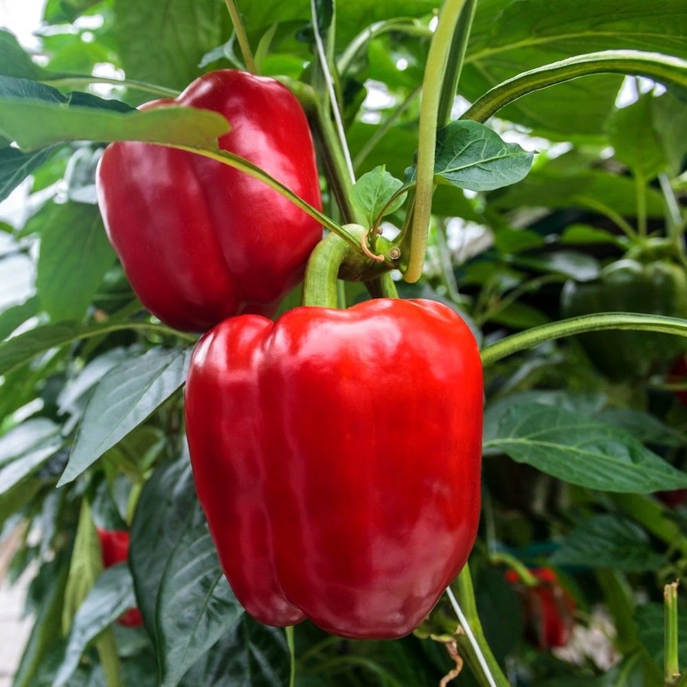 SWEET PEPPER RED – ROBERTINA – Premier Seeds Direct
