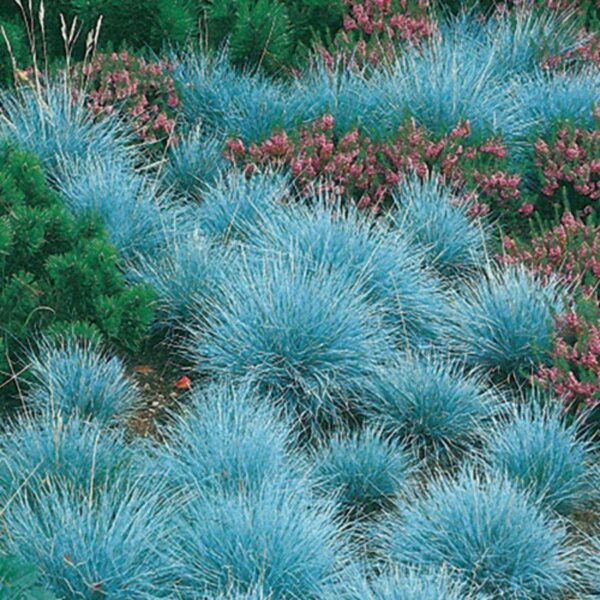 BLUE FESCUE - FESTUCA GLAUCA / Flower / Fescue / PremierSeedsDirect