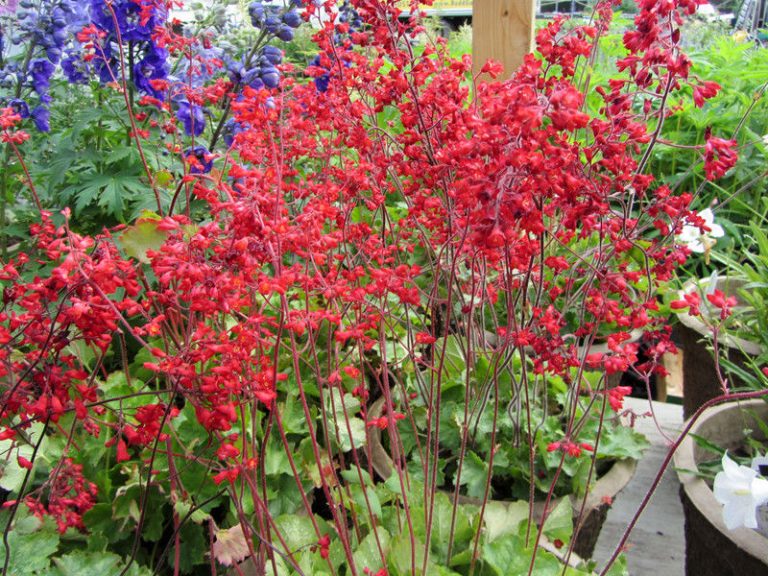 HEUCHERA SANGUINEA - CORAL BELLS FIREFLY / HEUCHERA / PremierSeedsDirect