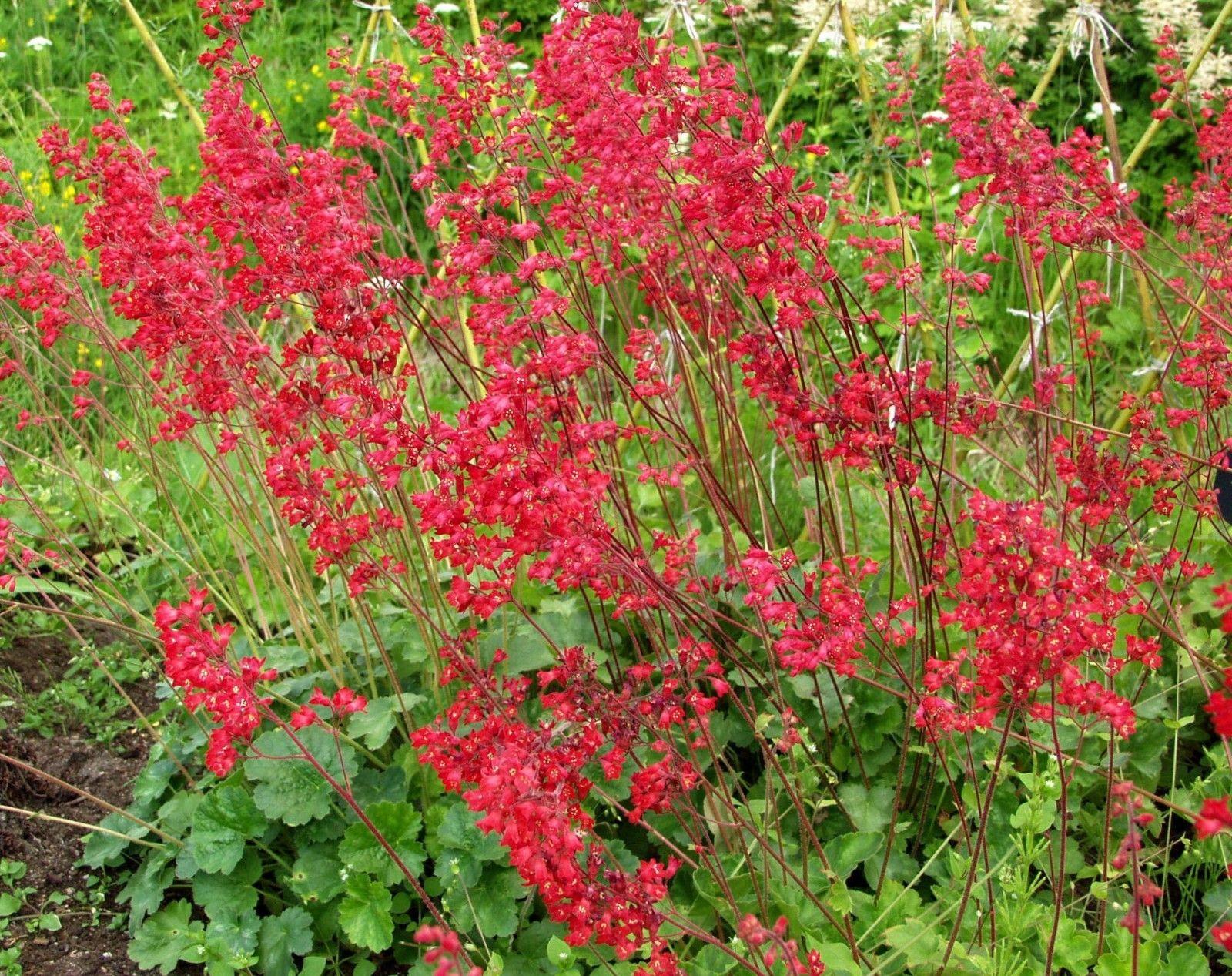 HEUCHERA SANGUINEA - CORAL BELLS FIREFLY / HEUCHERA / PremierSeedsDirect