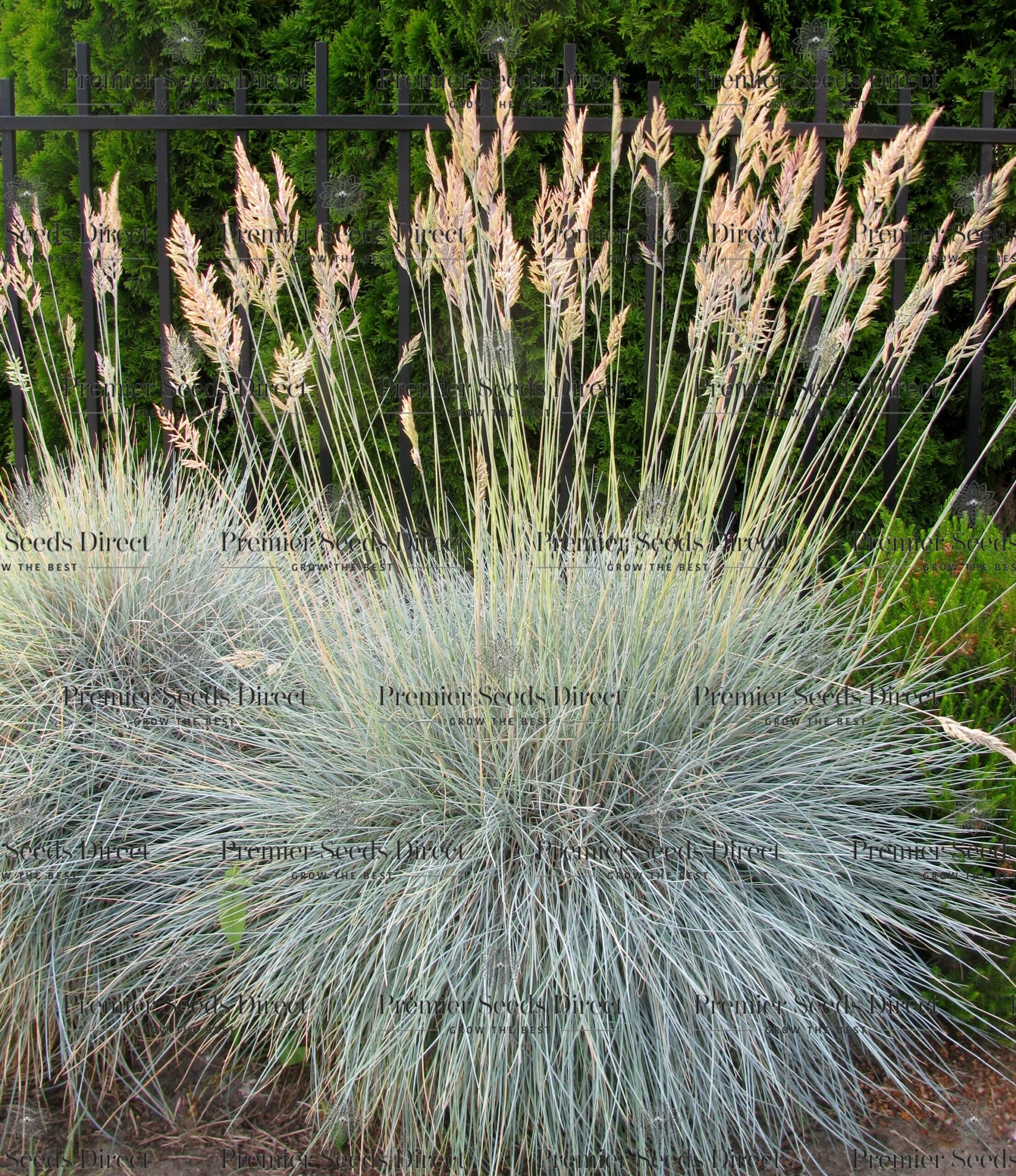 BLUE FESCUE - FESTUCA GLAUCA / Flower / Fescue / PremierSeedsDirect