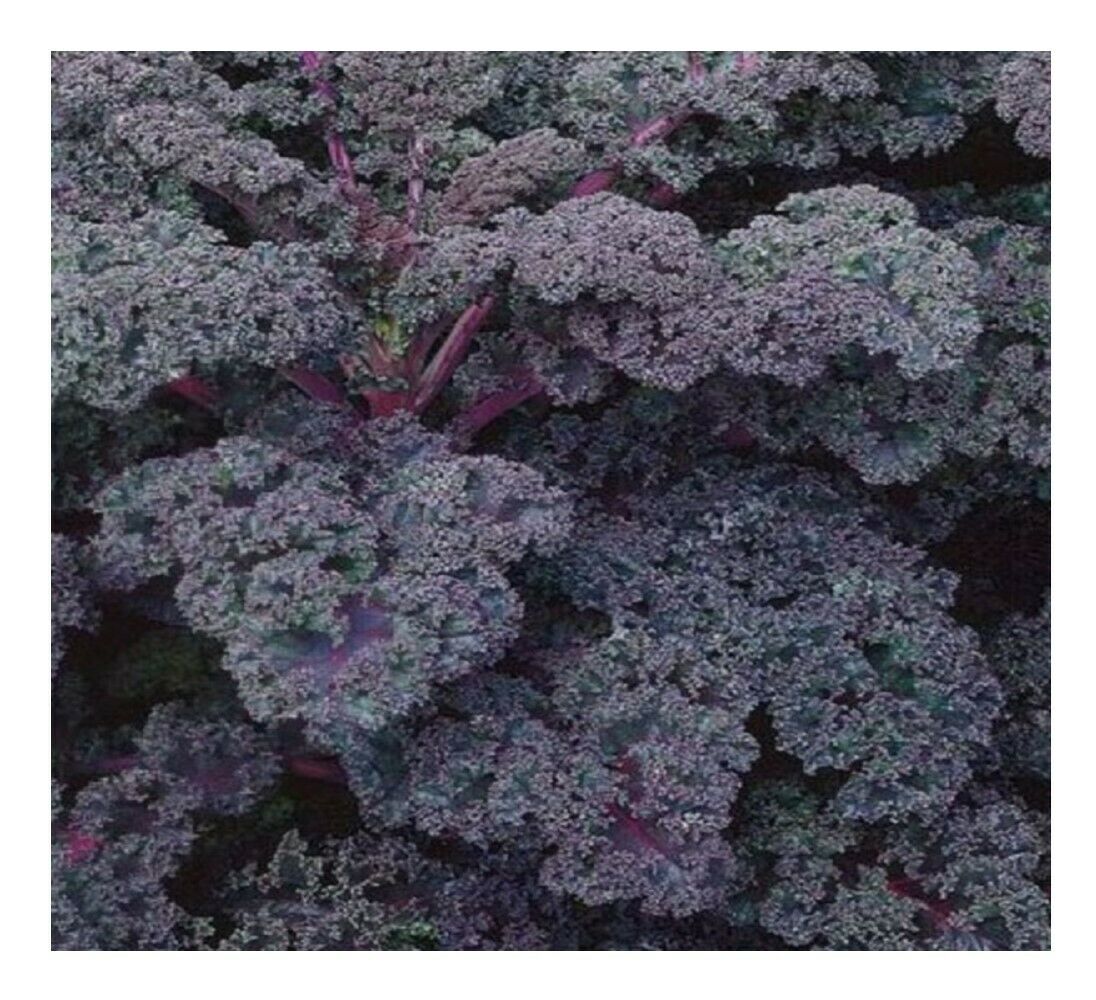 Kale Borecole - Scarlet Organic - Premier Seeds Direct