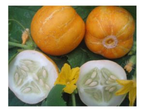 Cucumber Crystal Lemon - Premier Seeds Direct