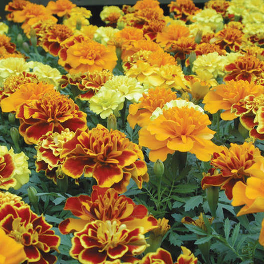 Marigold French Double Brocade Mix - Premier Seeds Direct