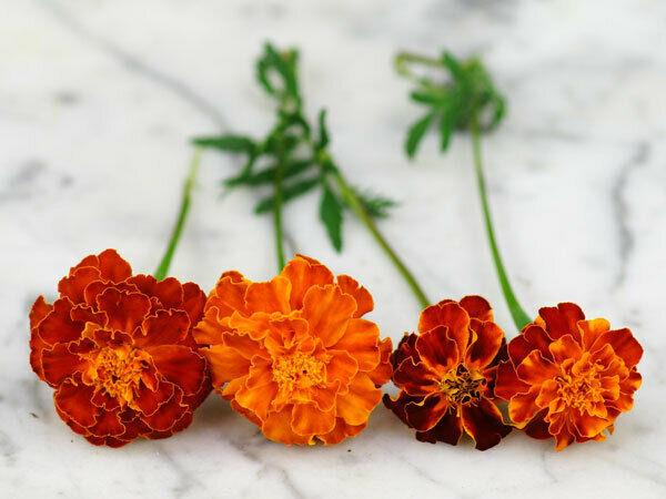 Marigold French Double Brocade Mix - Premier Seeds Direct