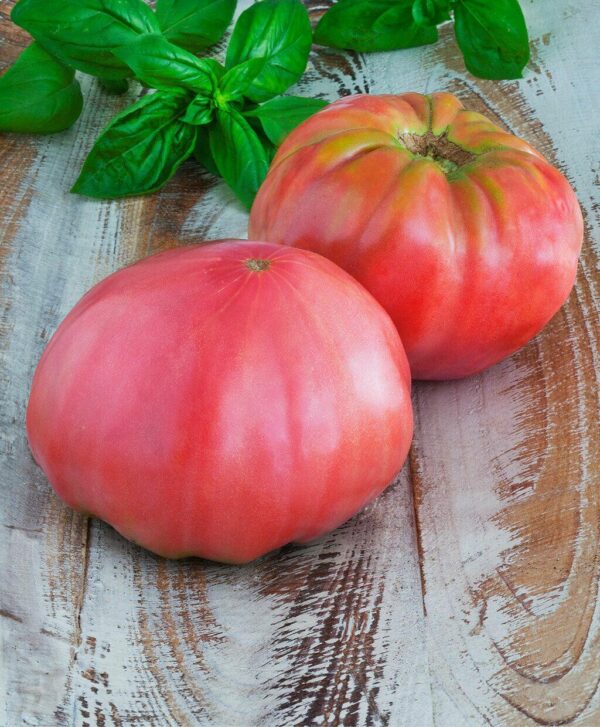 Tomato - Brandywine Pink - Premier Seeds Direct