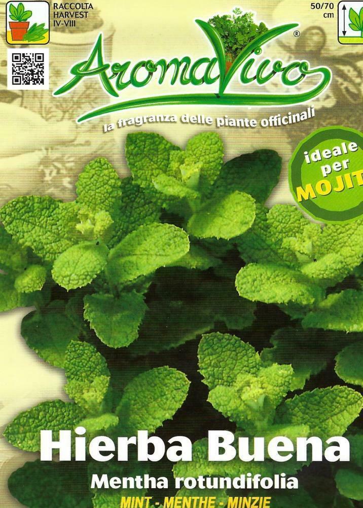 MINT - ROUND LEAVED - Premier Seeds Direct