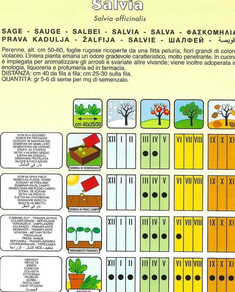 ITALIAN SAGE – PICTORIAL PACKET – Premier Seeds Direct