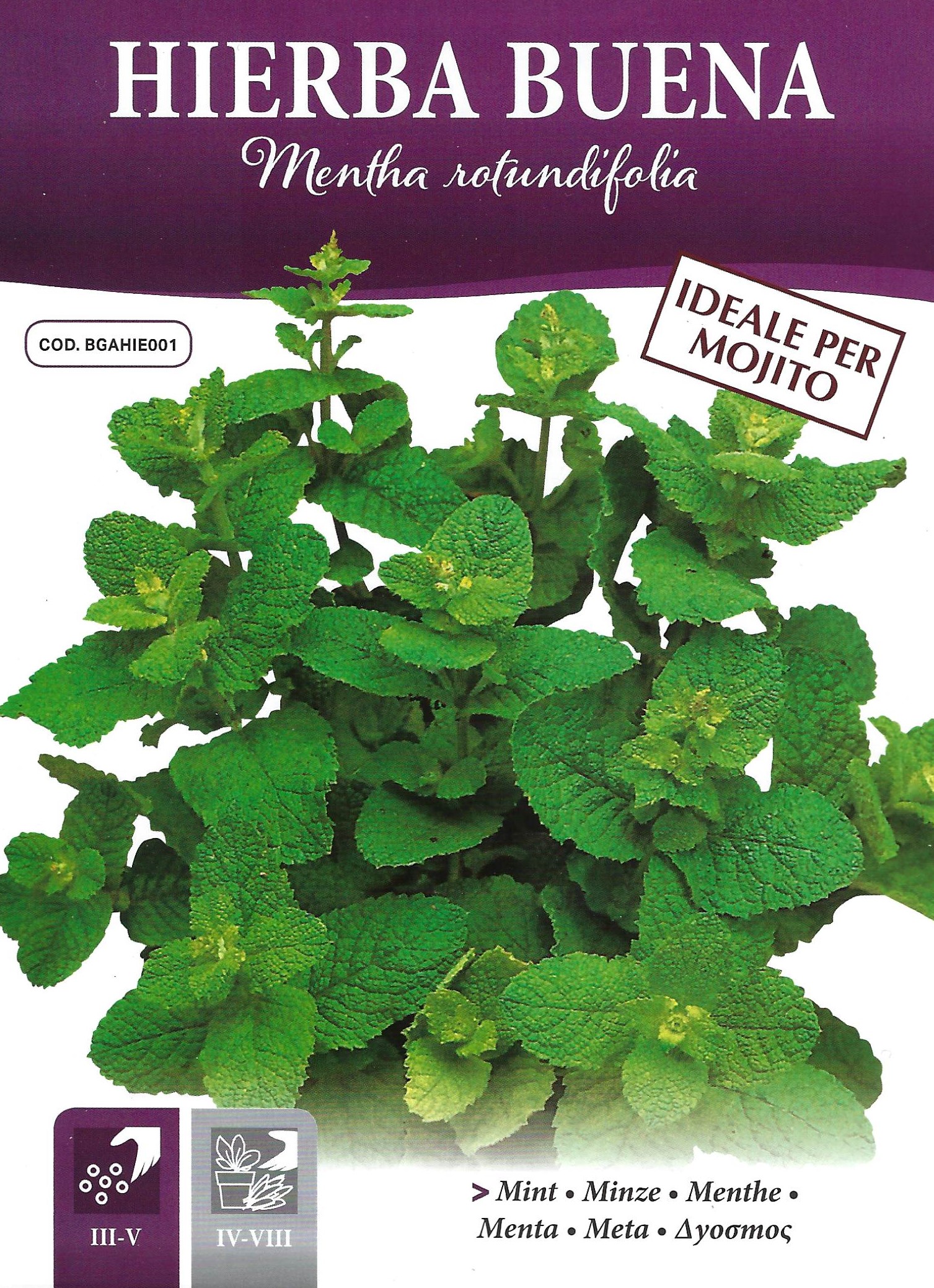 MINT – ROUND LEAVED – Premier Seeds Direct