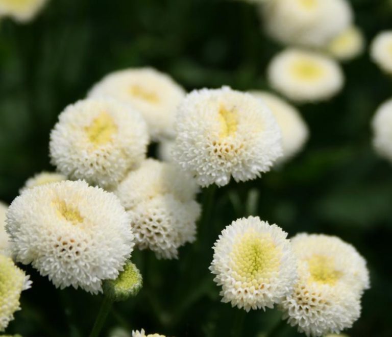 FLOWER CHRYSANTHEMUM SNOW BALL/ CHRYSANTHEMUM / PremierSeedsDirect
