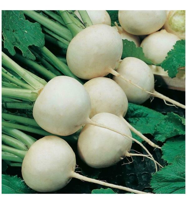 Turnip - Snowball Organic - Premier Seeds Direct