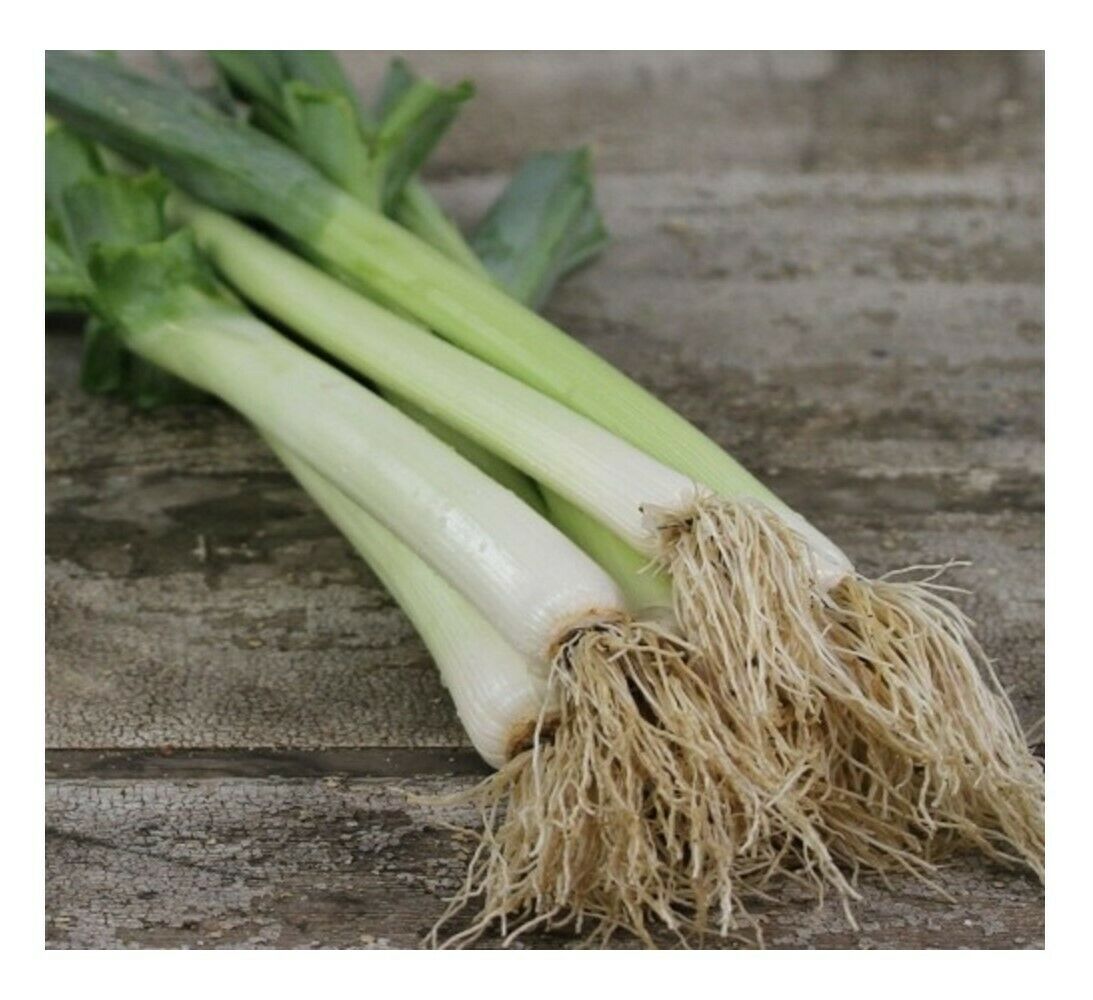 VEGETABLE LEEK BULGARIAN GIANT – ORGANIC – Premier Seeds Direct