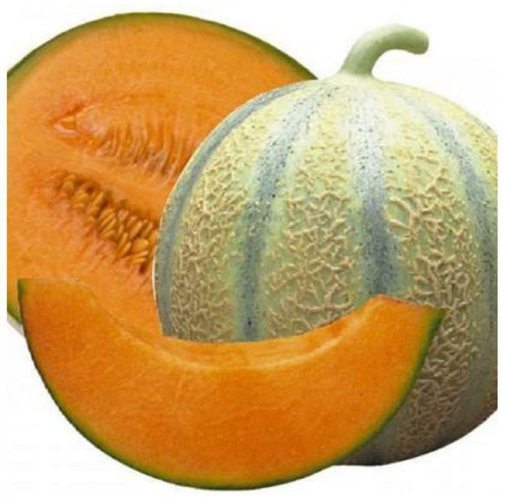 Melon - Cantaloupe Di Charentais Organic - Premier Seeds Direct