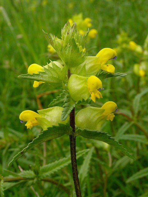 Yellow Rattle - Rhinanthus - Premier Seeds Direct
