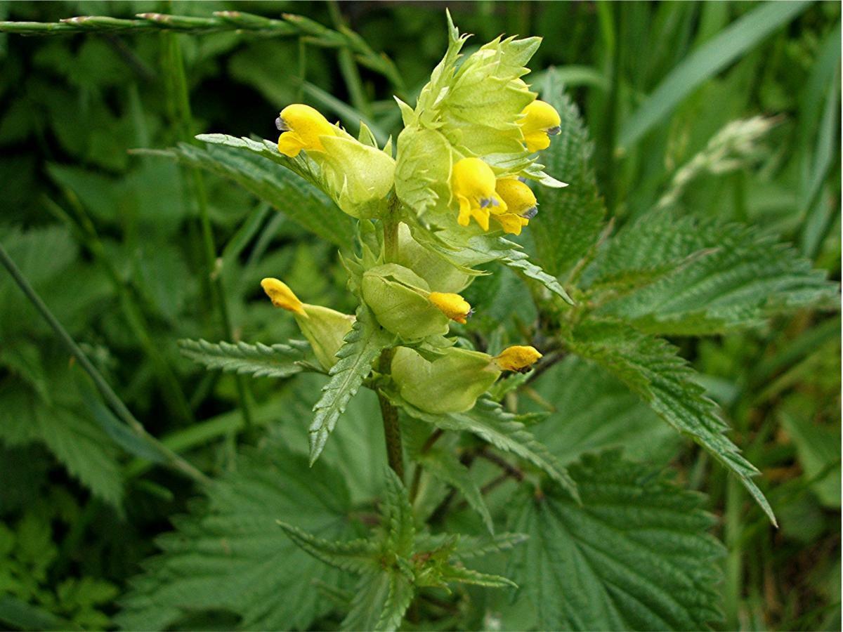 Yellow Rattle - Rhinanthus - Premier Seeds Direct