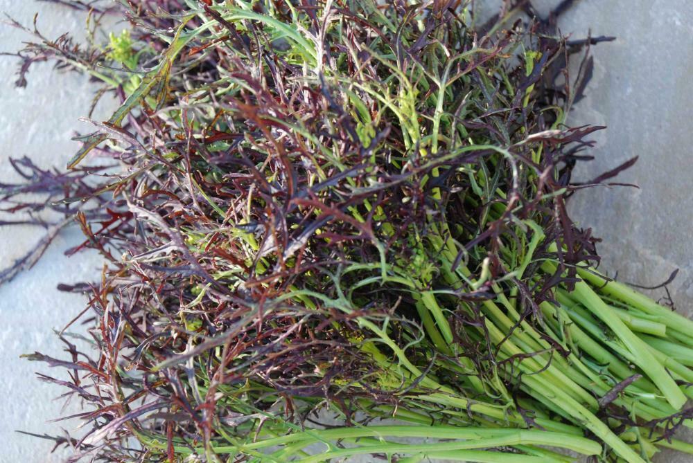 Mustard - Red Frills - Premier Seeds Direct