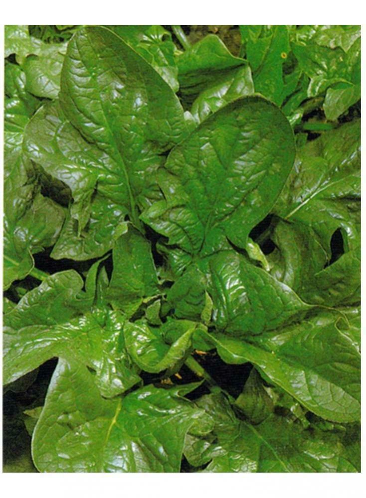 Spinach Giant Winter Organic – Premier Seeds Direct