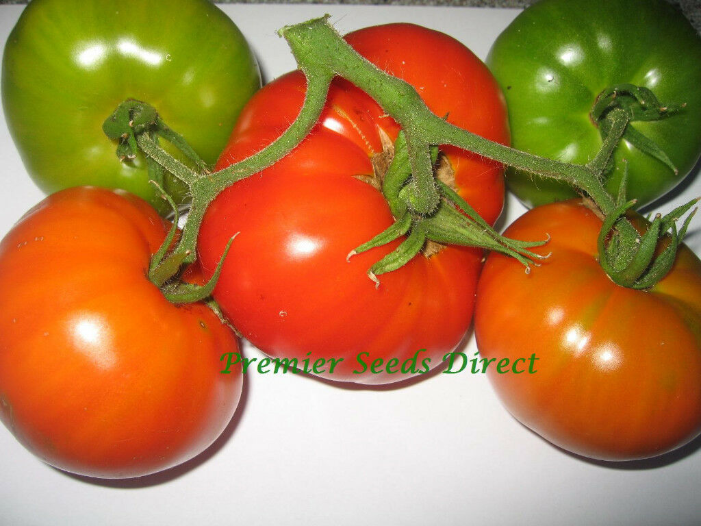Tomato Brandywine Red Organic | Organic Tomato | Premier Seeds Direct ltd