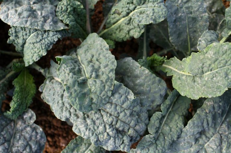 Kale Black Magic - Premier Seeds Direct