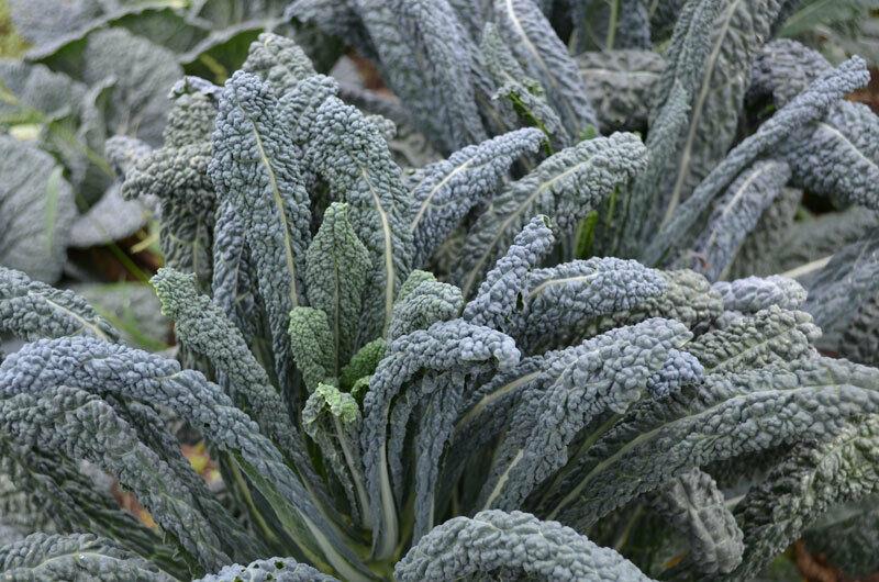 Kale Black Magic - Premier Seeds Direct
