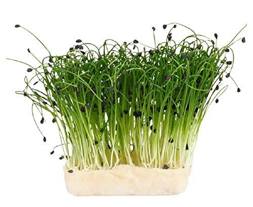 Micro Green - Chinese Leek/Garlic Chives - Premier Seeds Direct