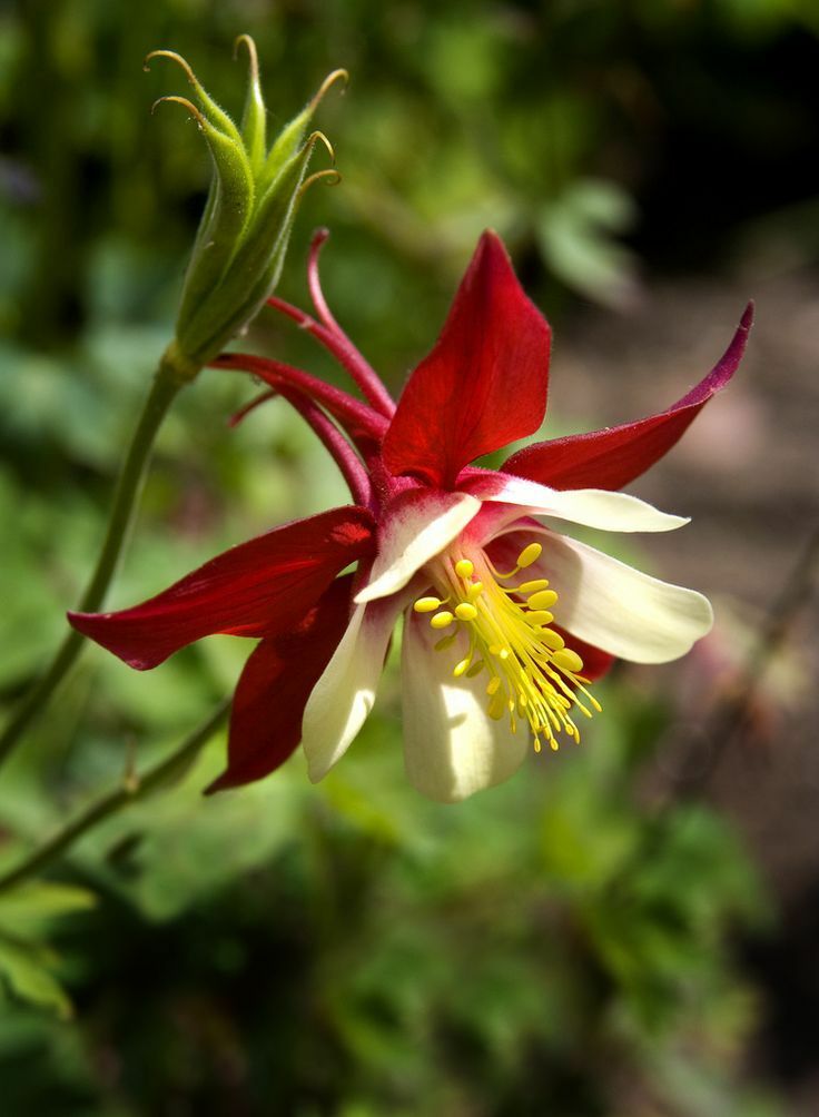 Aquilegia Columbine - Crimson Star - Premier Seeds Direct