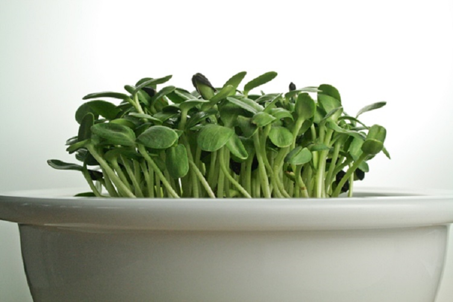 Sprouting Sunflower Seeds Organic – Premier Seeds Direct