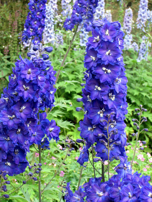 Delphinium Pacific Giant Blue Bird | Delphinium | Premier Seeds Direct ltd