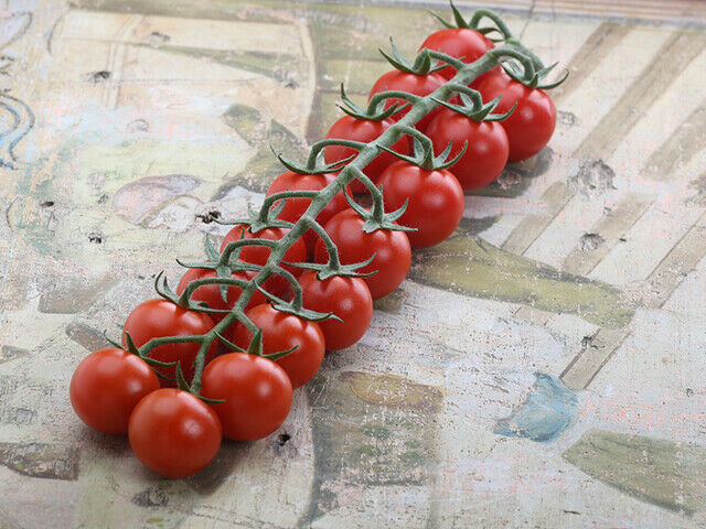 Tomato - Sakura - Premier Seeds Direct
