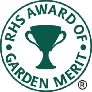 Tomato - Sakura - Premier Seeds Direct