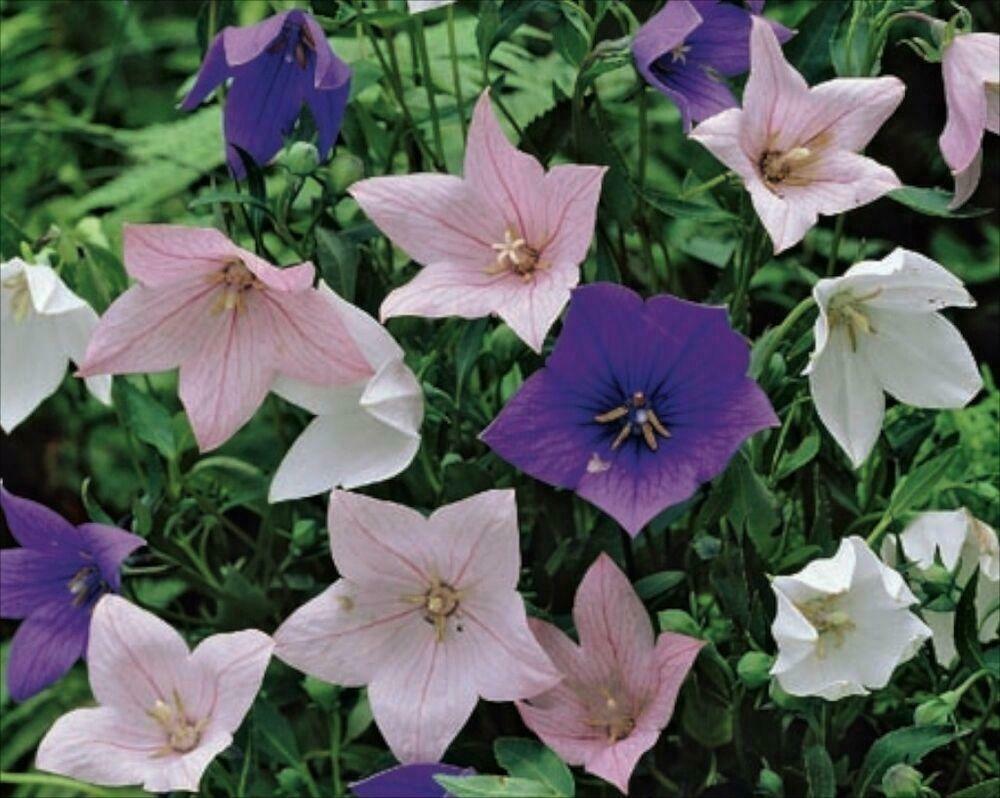 Platycodon Balloon Flower Mix - Premier Seeds Direct