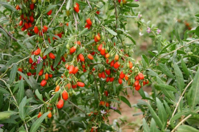 Goji Berry - Lycium Barbarum - Premier Seeds Direct