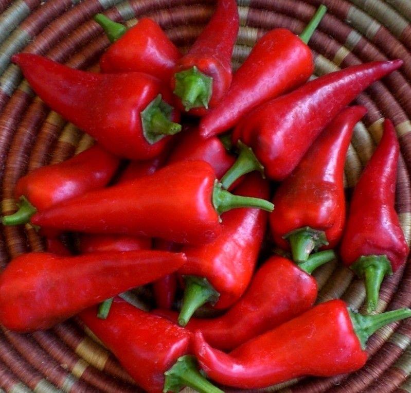 HOT CHILLI PEPPER CYKLON - Premier Seeds Direct