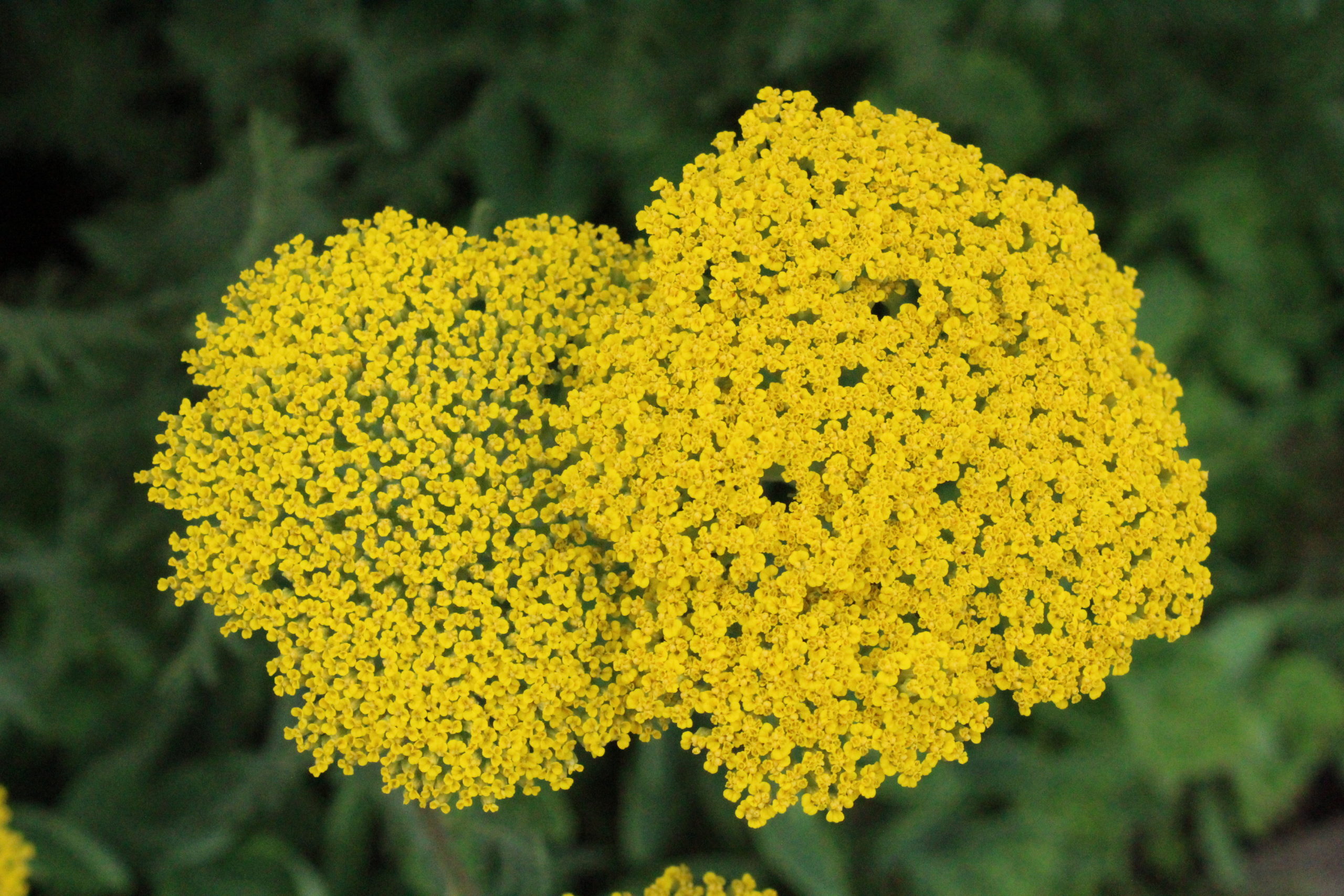 Achillea - Filipendulina Cloth Of Gold - Premier Seeds Direct