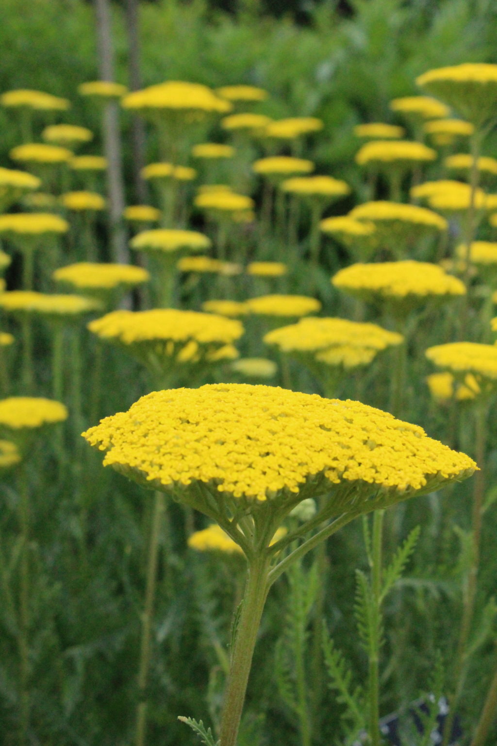 Achillea - Filipendulina Cloth Of Gold - Premier Seeds Direct