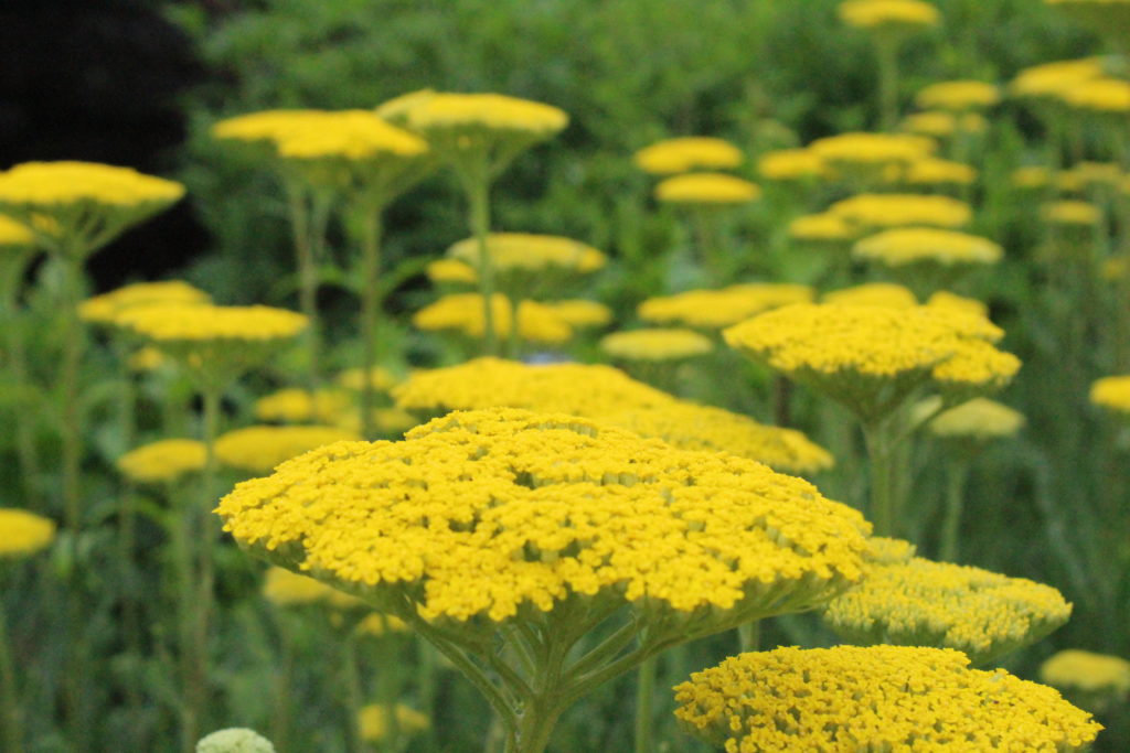 Achillea - Filipendulina Cloth Of Gold - Premier Seeds Direct
