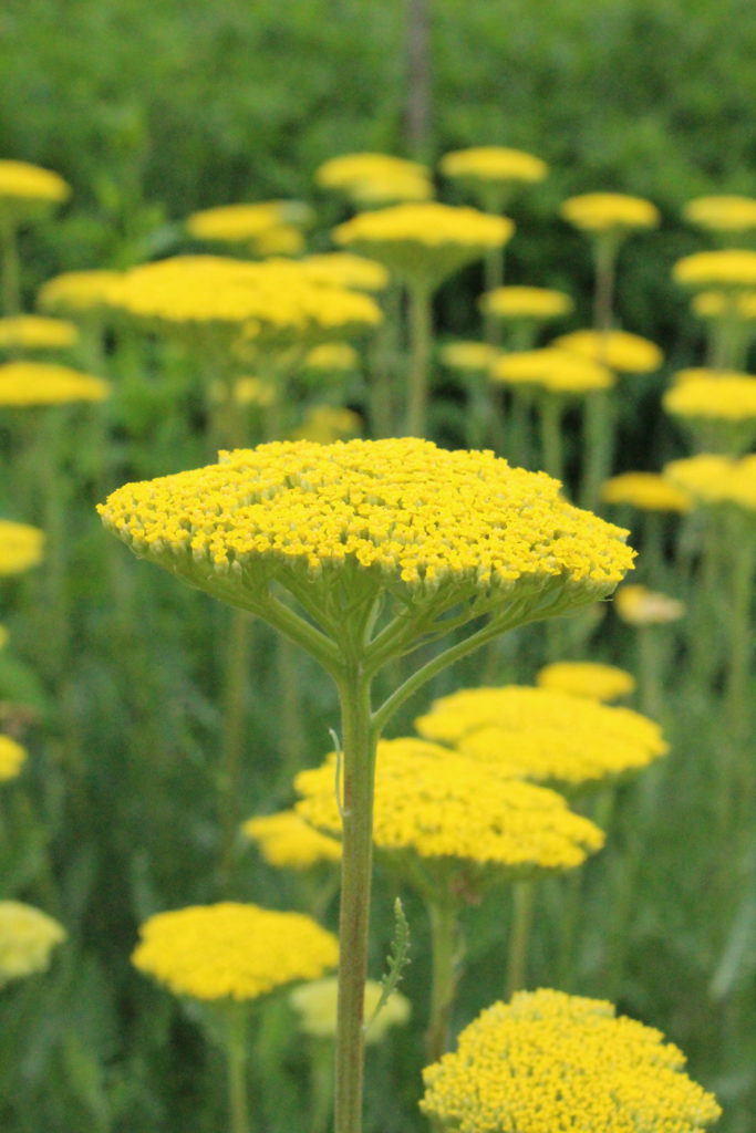 Achillea - Filipendulina Cloth Of Gold - Premier Seeds Direct