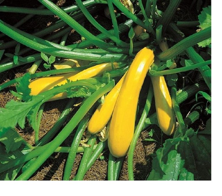 Courgette - Zucchini Yellow/ Golden - Premier Seeds Direct