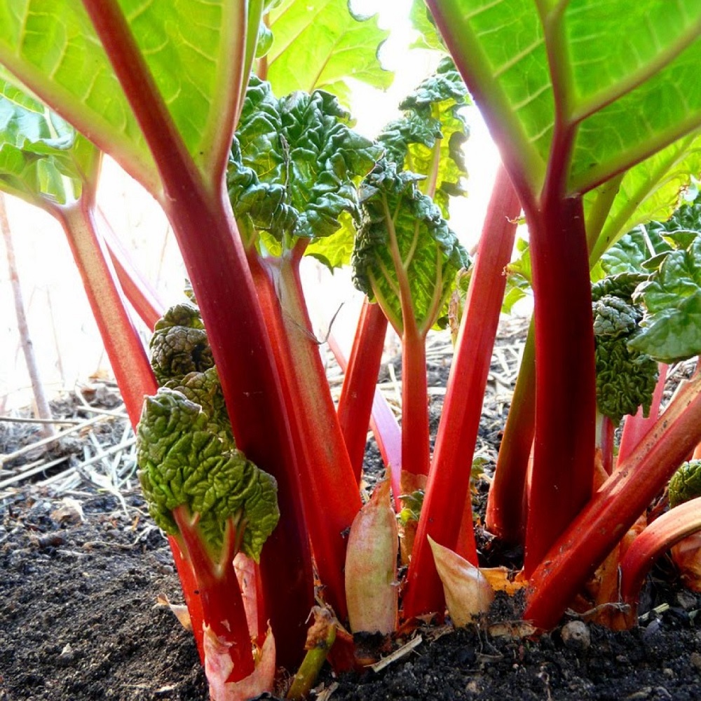Rhubarb - Victoria - Premier Seeds Direct