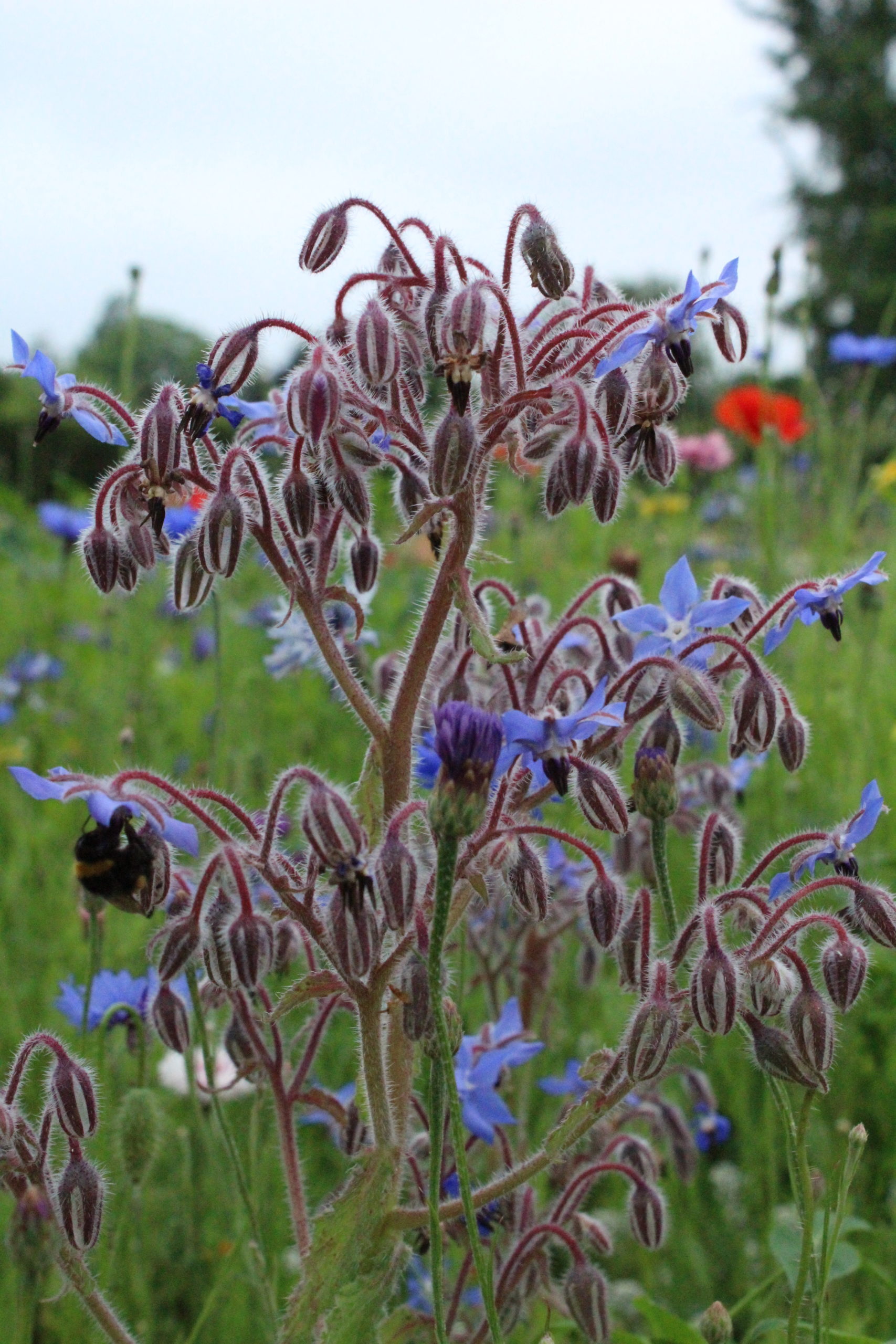 Herb - Borage Blue - Premier Seeds Direct