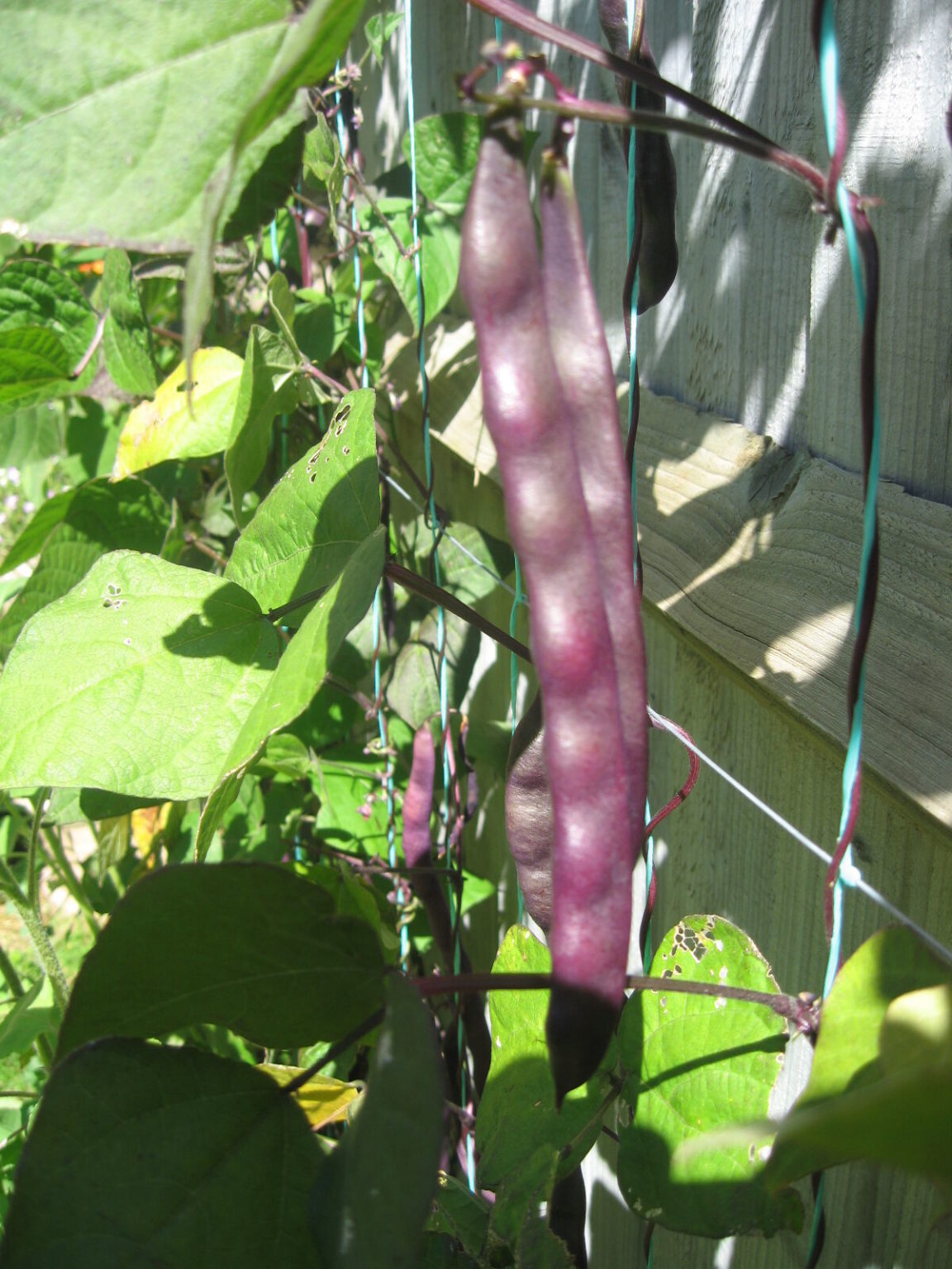 French Climbing Bean - A Cosse Violette - Premier Seeds Direct
