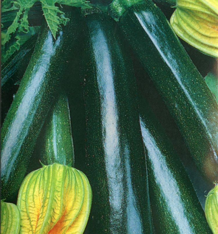 Courgette Black Beauty - Premier Seeds Direct